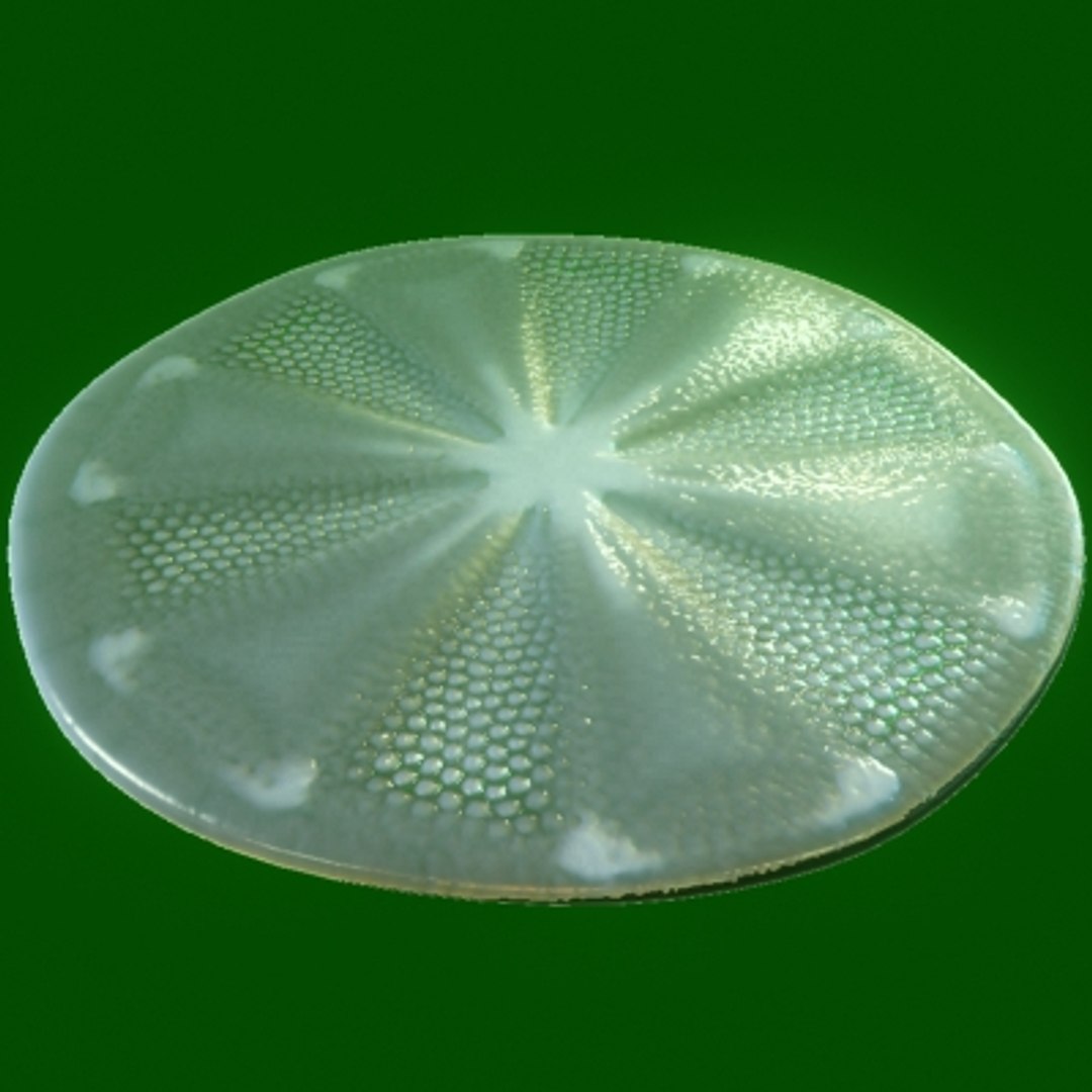 Protist Diatom Ocean 3d Model