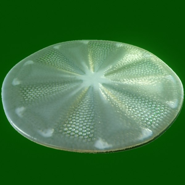 3D Diatom Models | TurboSquid