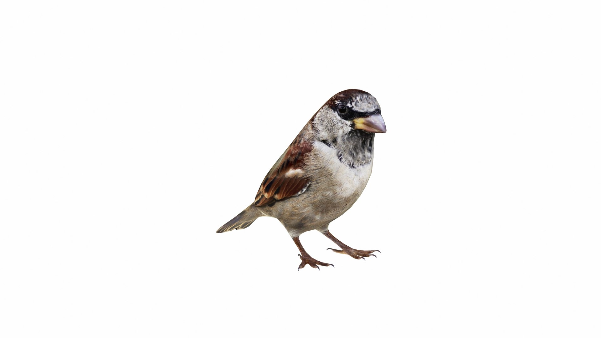 3D Sparrow - TurboSquid 2329881