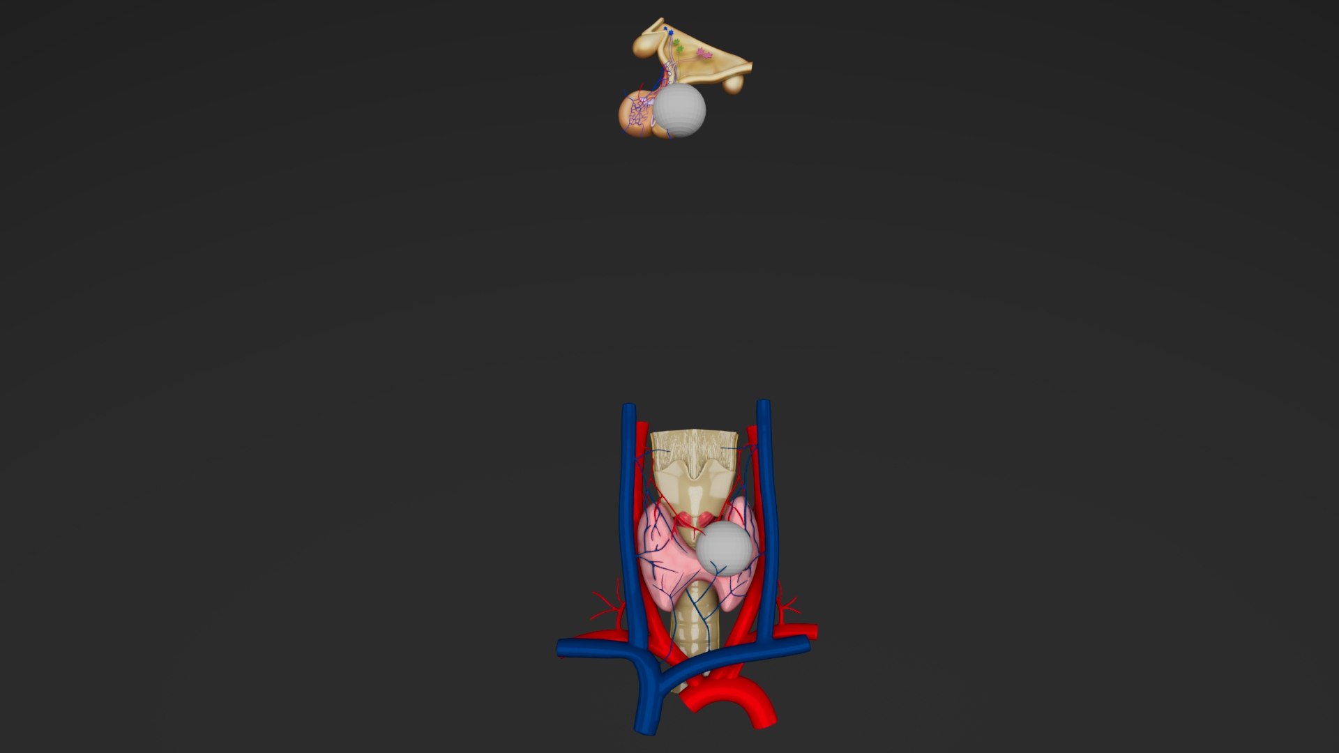 Human Anatomy-Endocrine System Model - TurboSquid 2229867