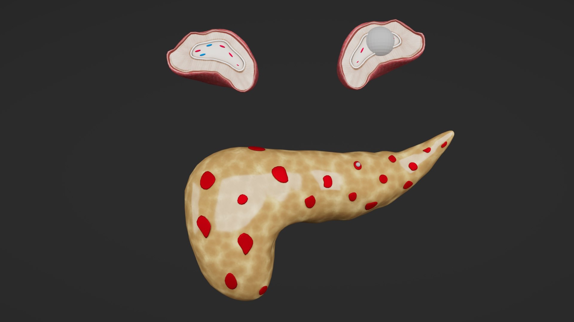 Human Anatomy-Endocrine System Model - TurboSquid 2229867