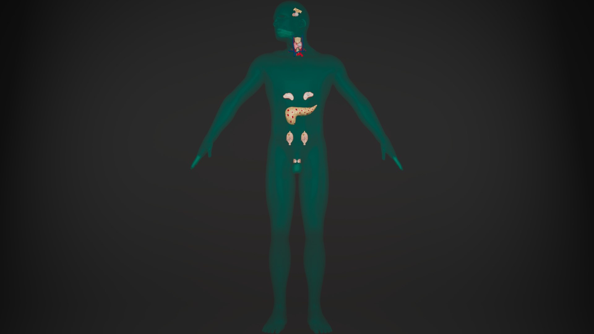 Human Anatomy-Endocrine System Model - TurboSquid 2229867