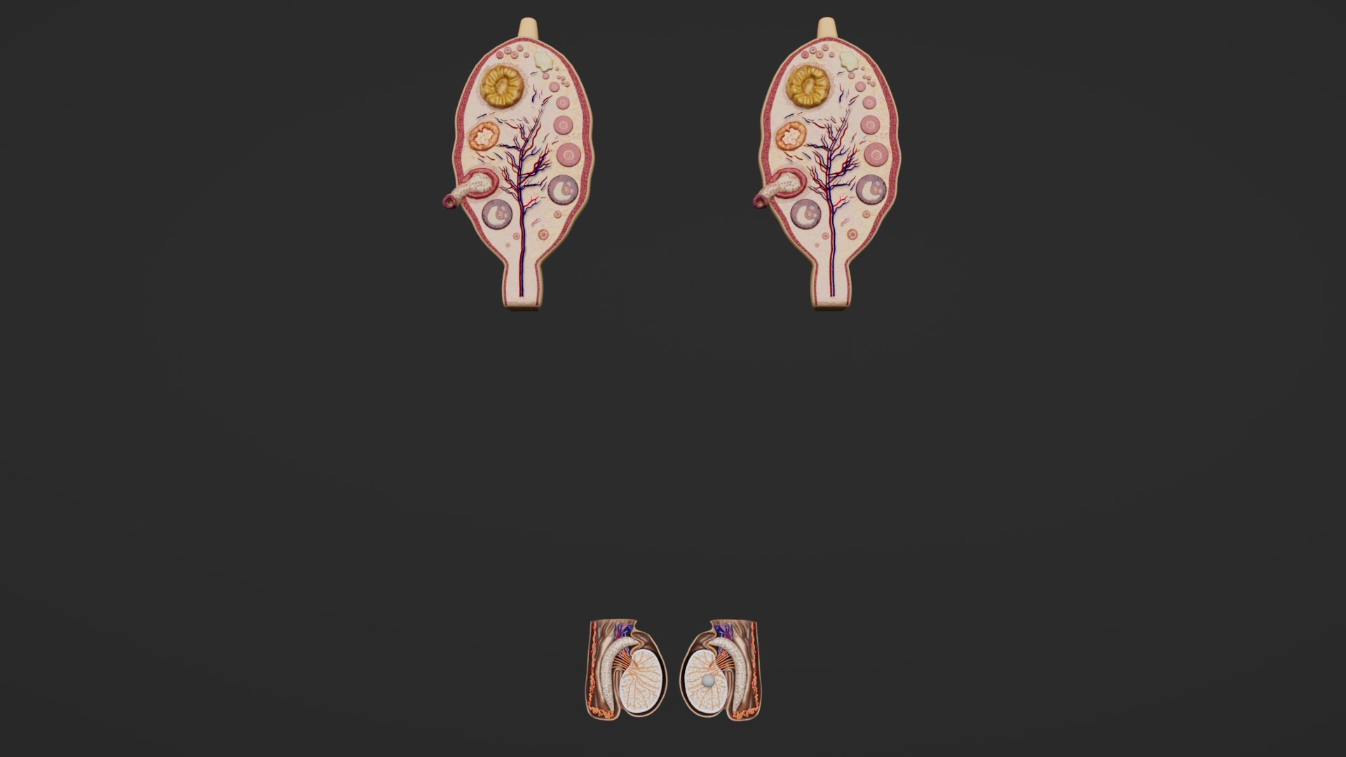 Human Anatomy-Endocrine System Model - TurboSquid 2229867