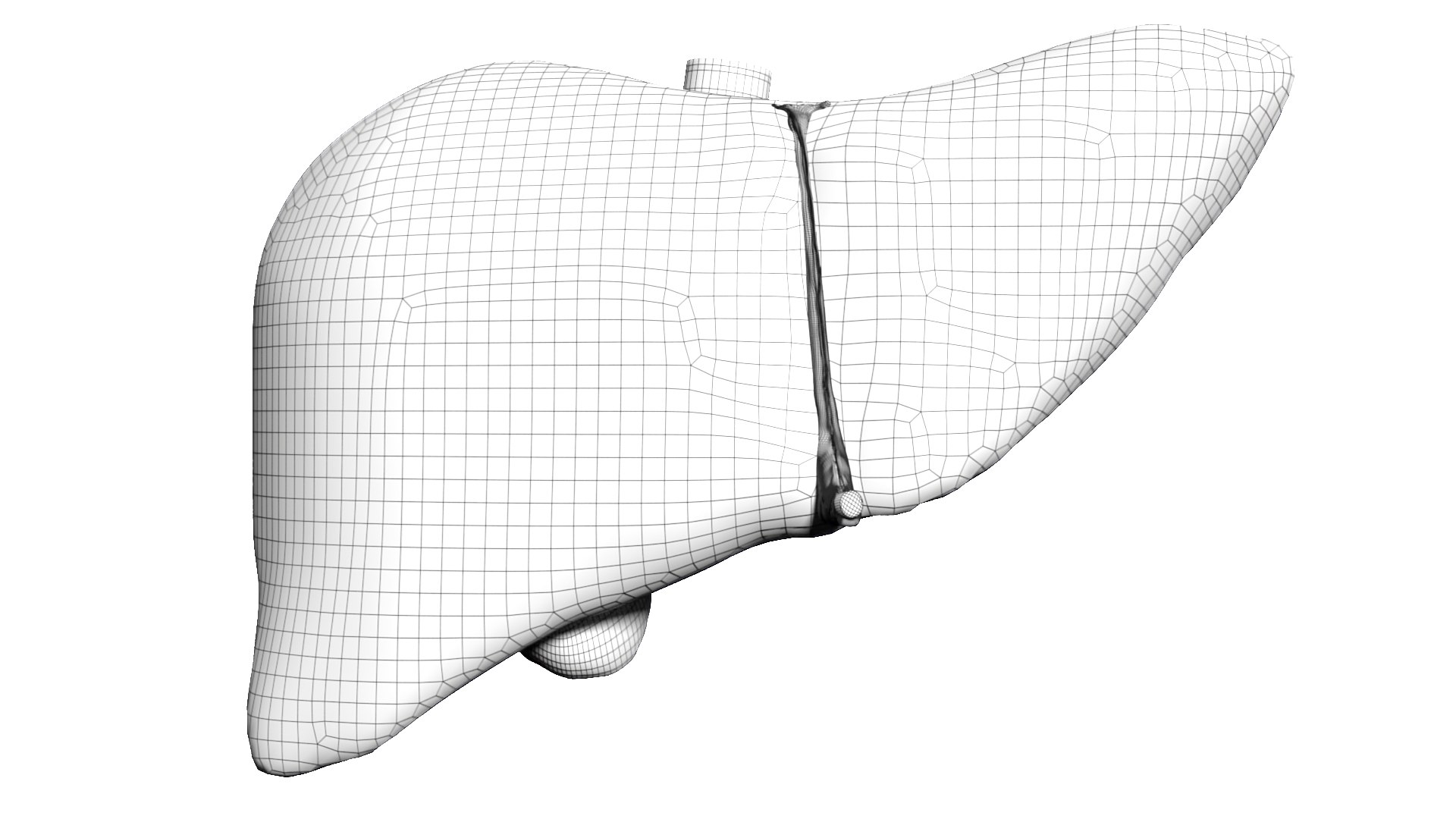 3D Liver - TurboSquid 1914401