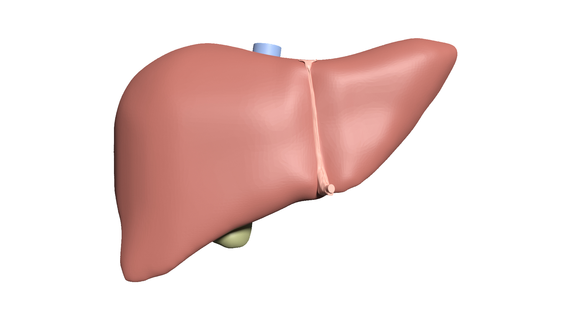 3D Liver - TurboSquid 1914401