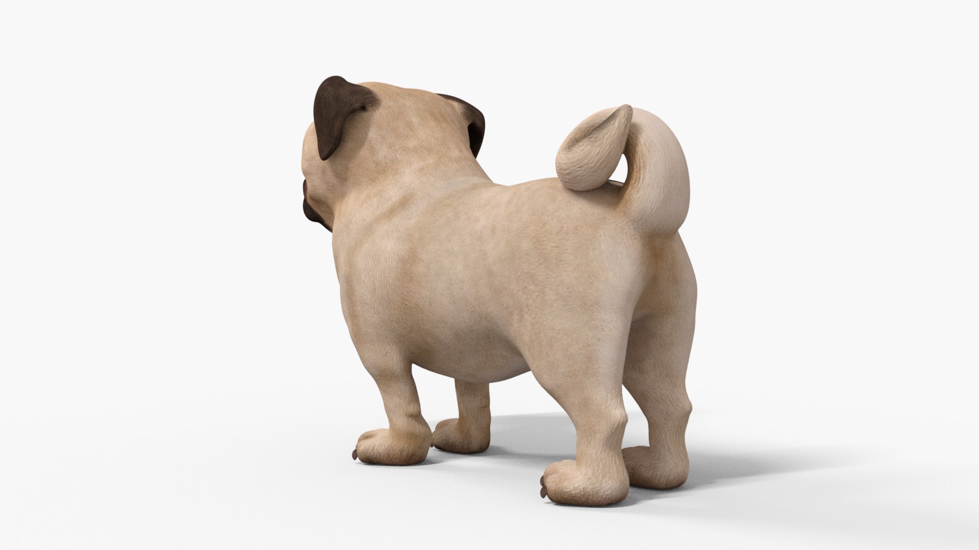 3D Pug Dog Toon Rigged Low-poly 3D Model - TurboSquid 2373943