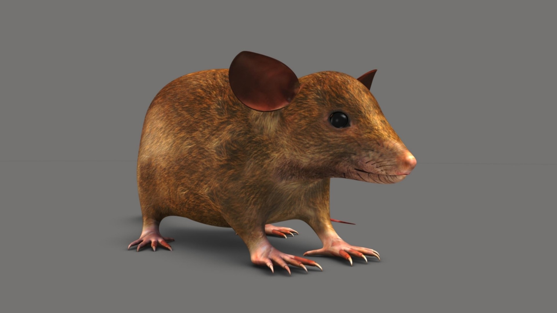 Mouse mice small model - TurboSquid 1263008