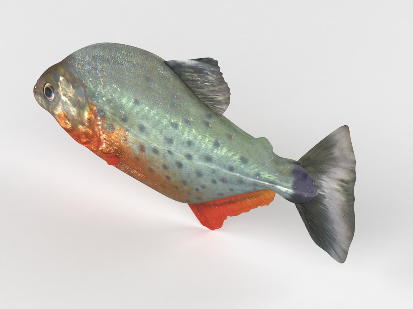 3D Piranha Modeled Model - TurboSquid 1339770