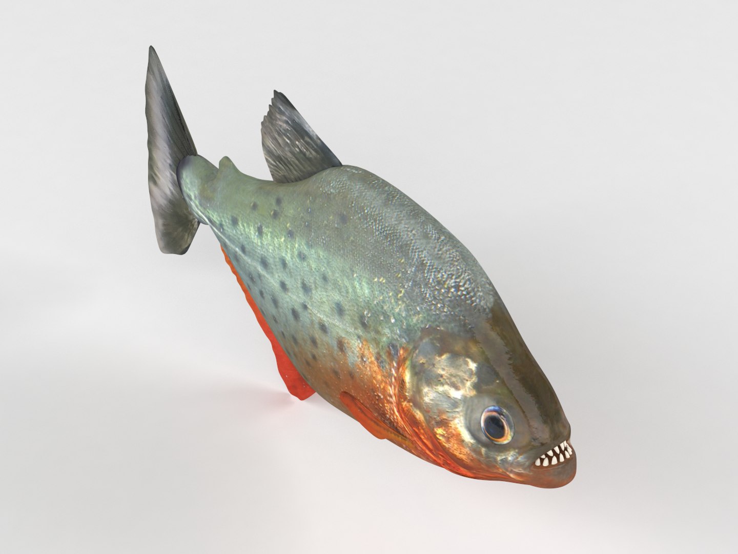 3D Piranha Modeled Model - TurboSquid 1339770