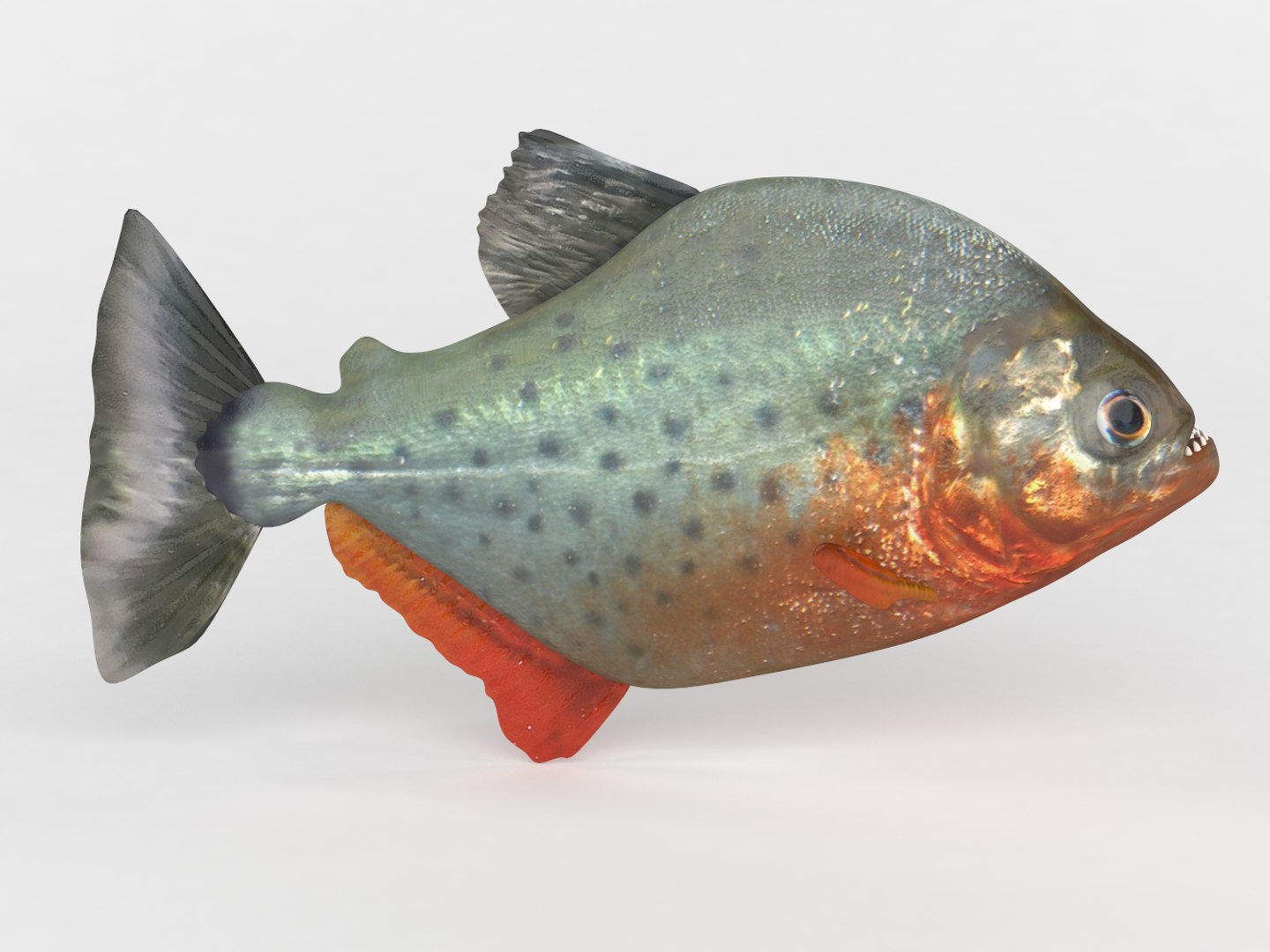 3D Piranha Modeled Model - TurboSquid 1339770