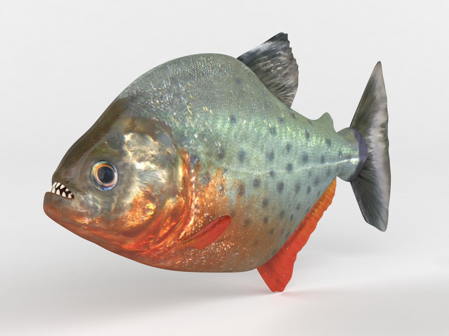 3D Piranha Modeled Model - TurboSquid 1339770