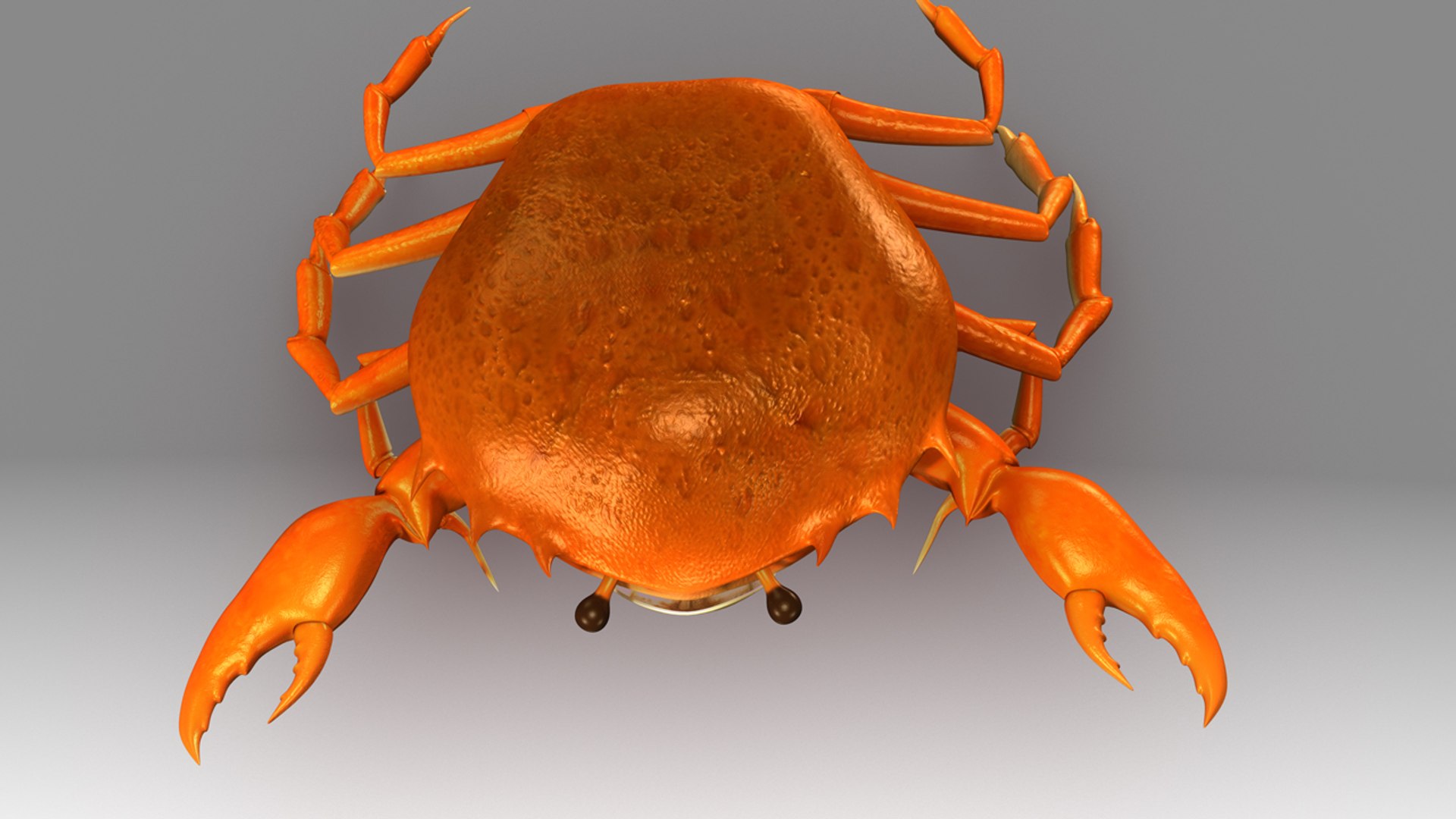 3d Sacculina Barnacles Parasitic