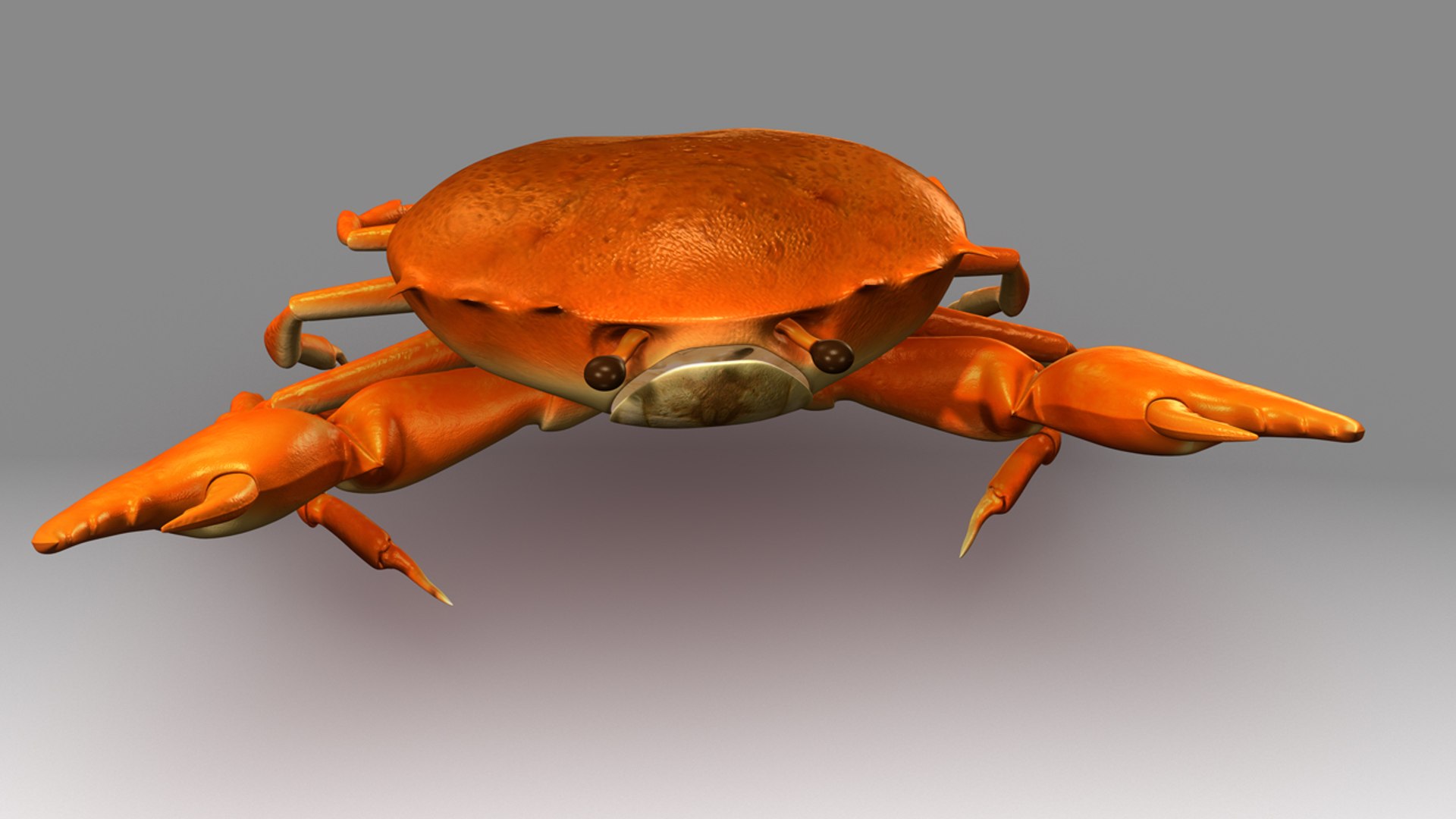 3d Sacculina Barnacles Parasitic