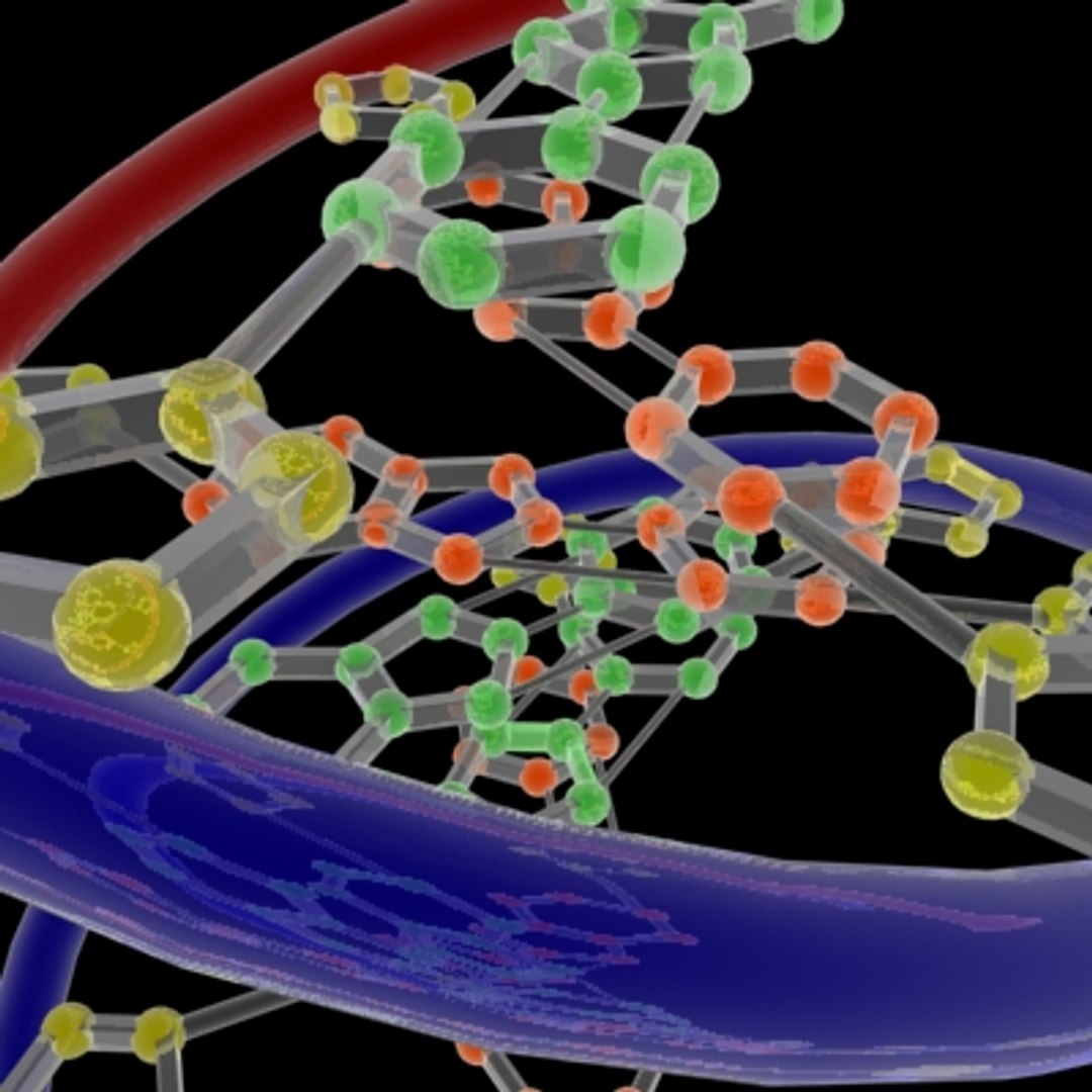 3d Dna Base Pairs Model