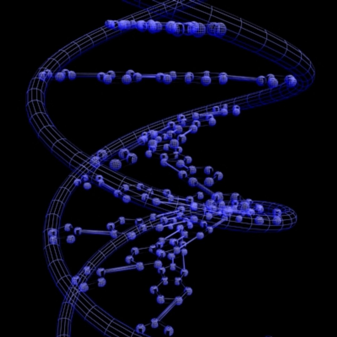 3d Dna Base Pairs Model