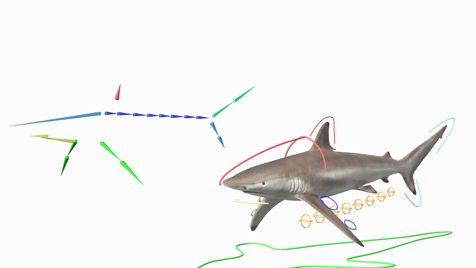 3D Realistic Spinner Shark Rigged - TurboSquid 2261424