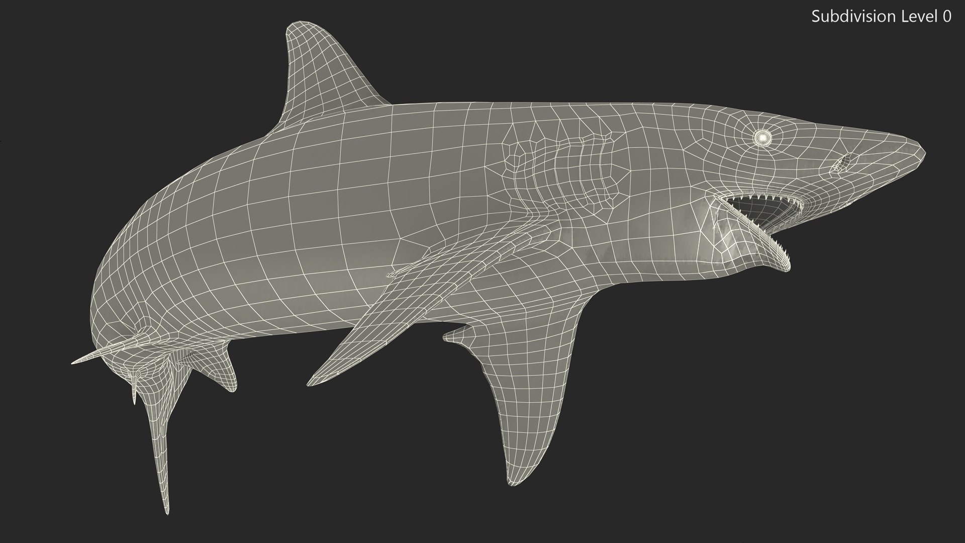 3D Realistic Spinner Shark Rigged - TurboSquid 2261424