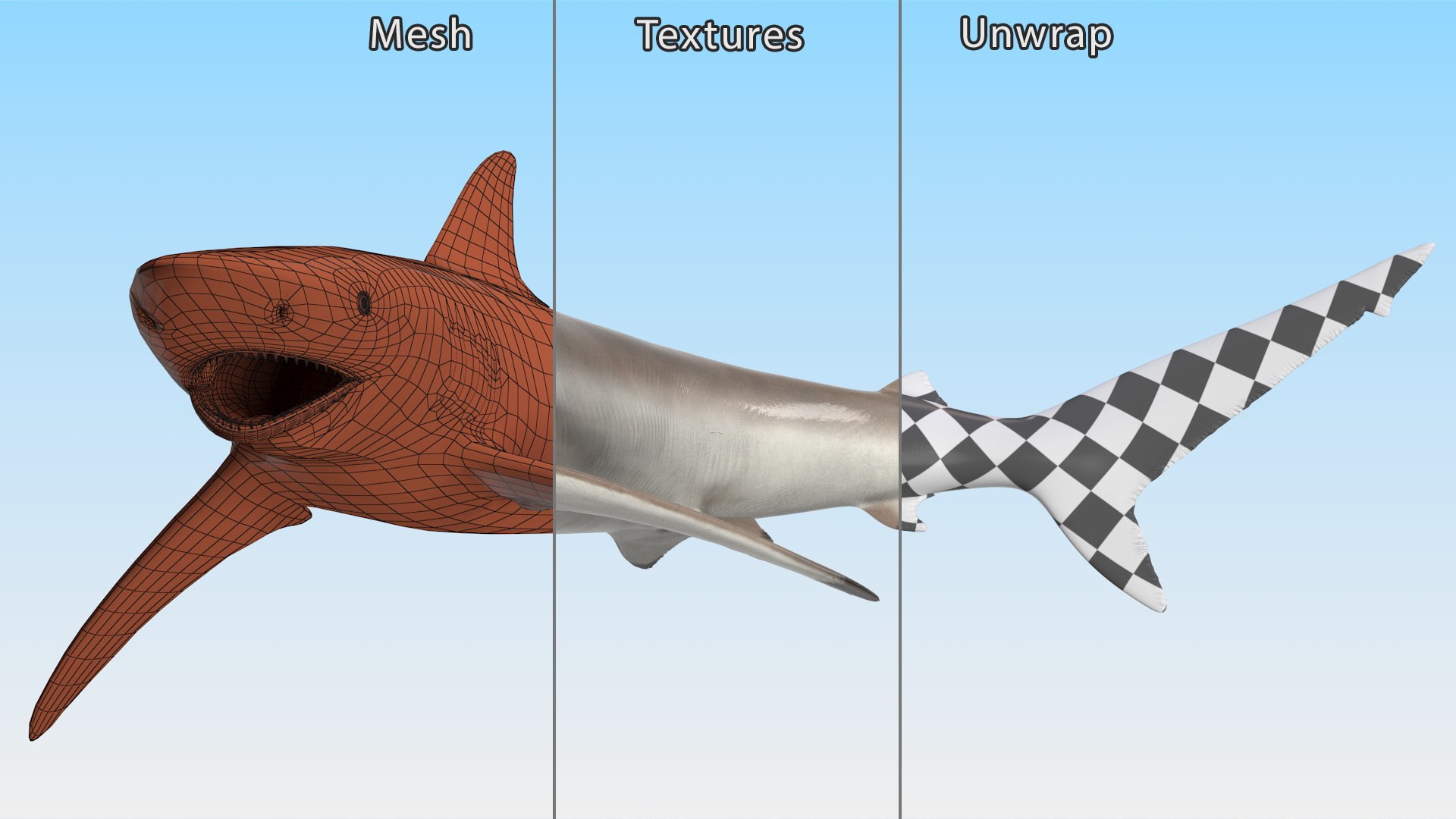 3D Realistic Spinner Shark Rigged - TurboSquid 2261424