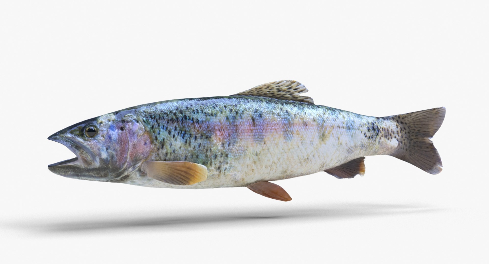 Rainbow Trout 3D Model - TurboSquid 1385798