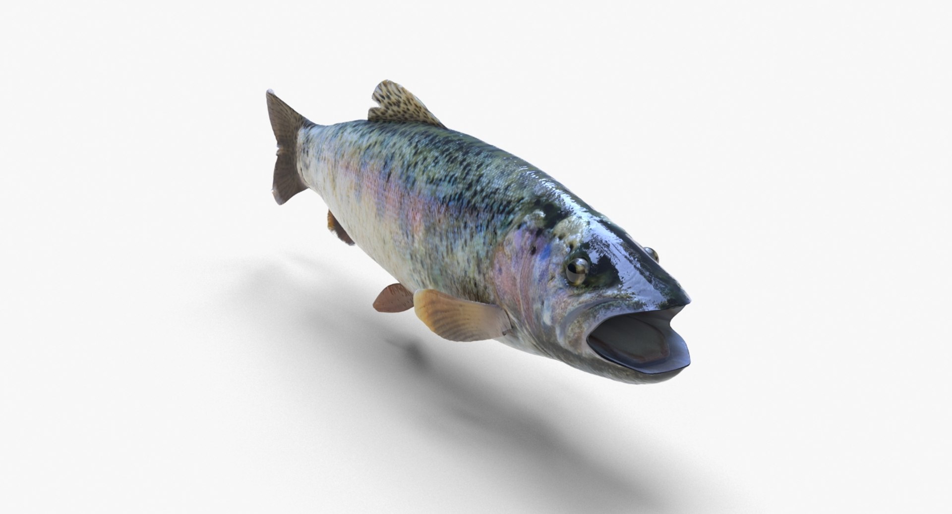 Rainbow Trout 3D Model - TurboSquid 1385798