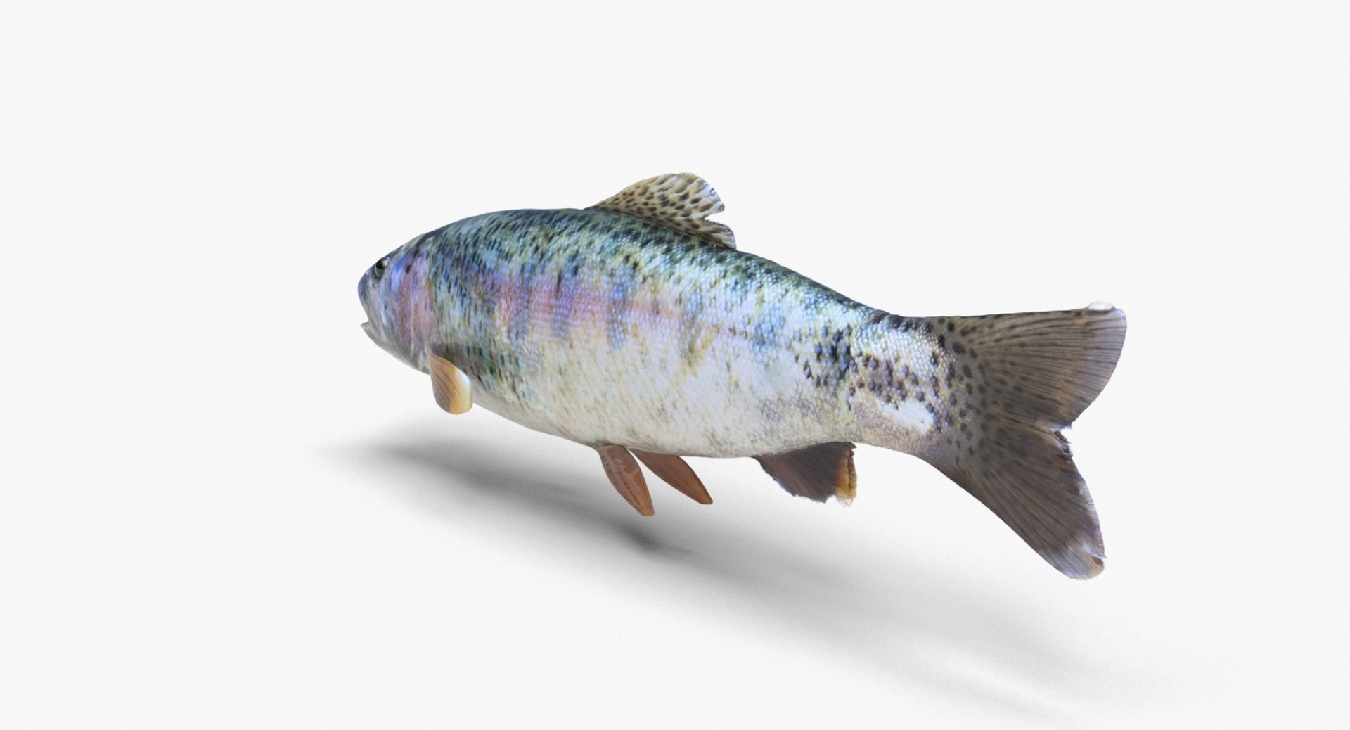 Rainbow Trout 3D Model - TurboSquid 1385798