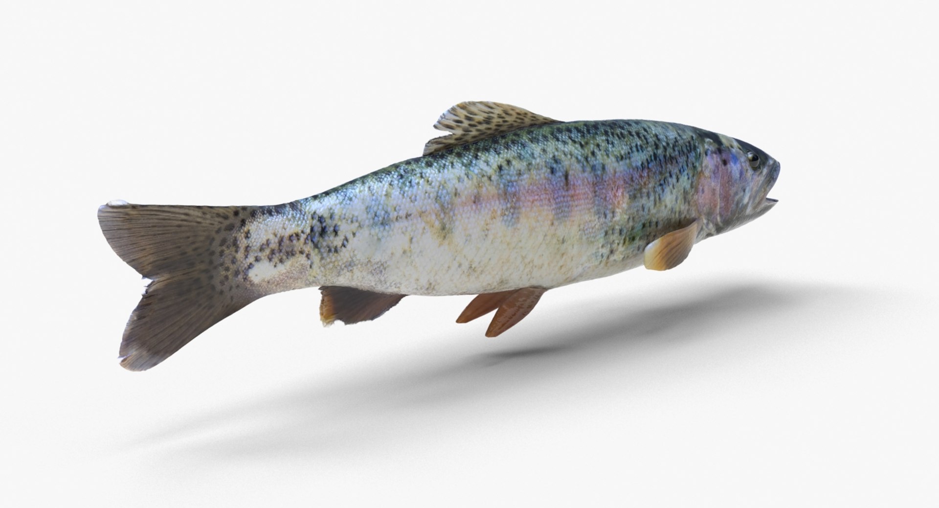 Rainbow Trout 3D Model - TurboSquid 1385798