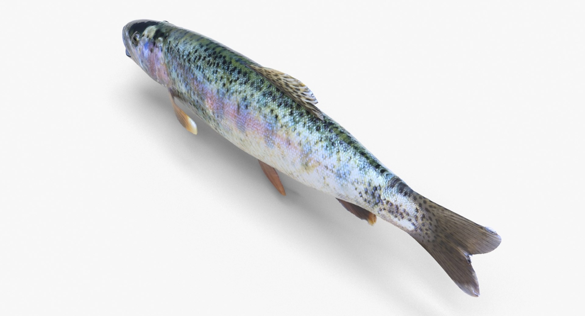 Rainbow Trout 3D Model - TurboSquid 1385798
