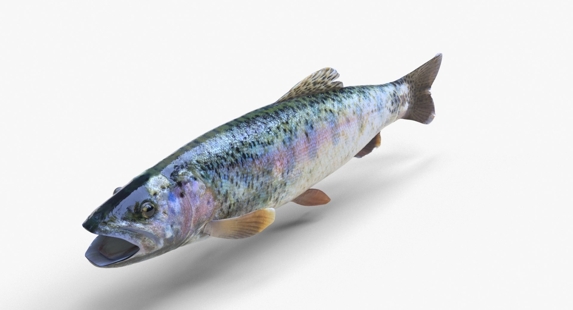 Rainbow Trout 3D Model - TurboSquid 1385798