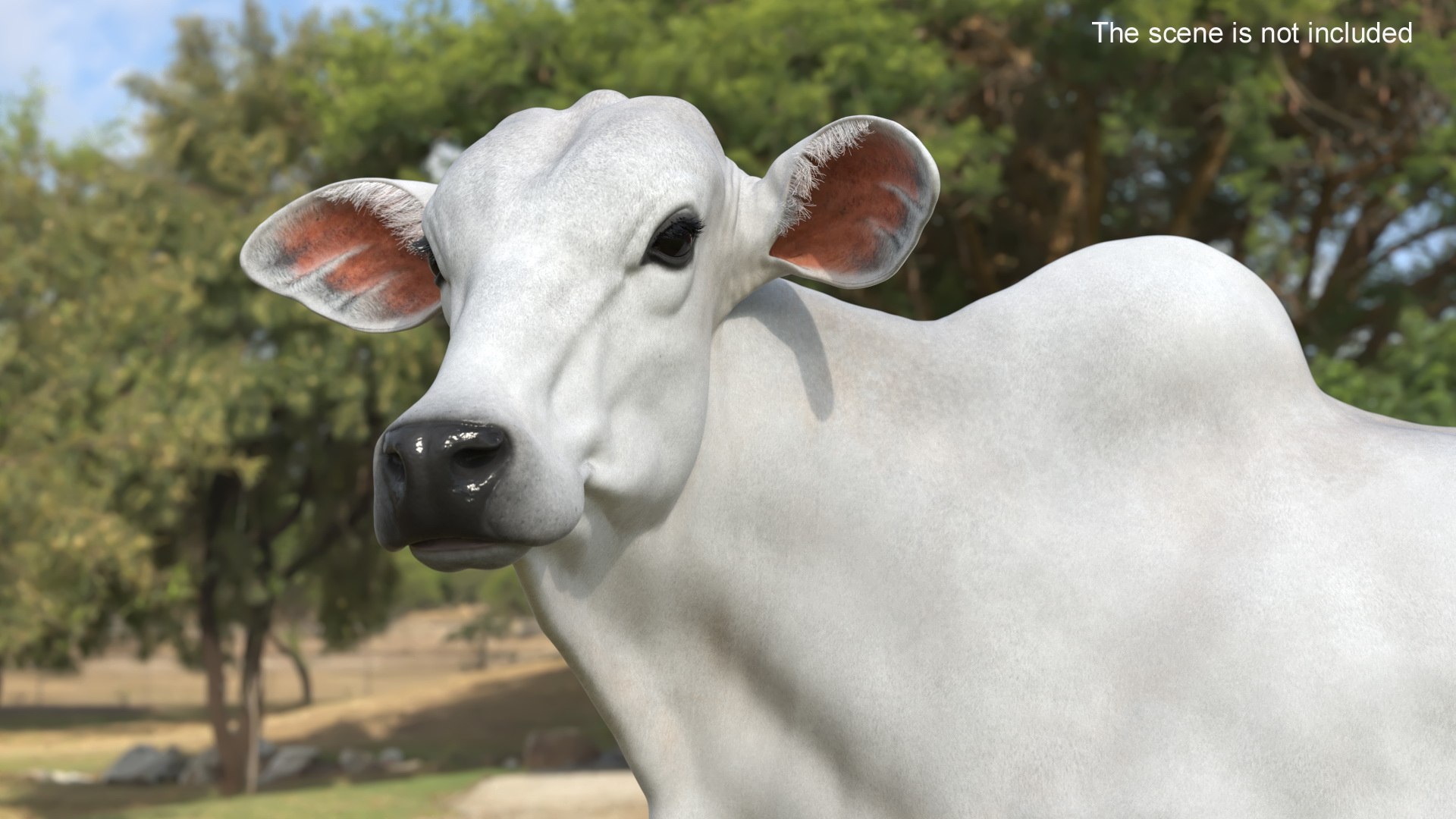 Zebu Cattle Female Looking Fur 3D Model - TurboSquid 2319382