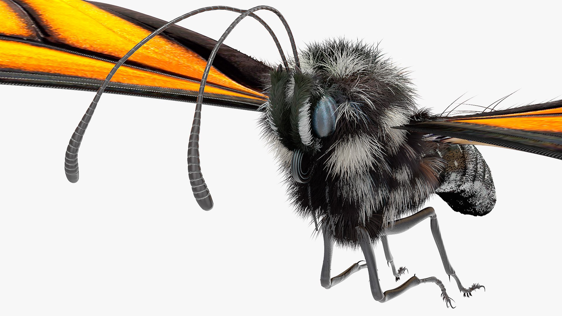 Flight Monarch Butterfly Fur 3D Model - TurboSquid 1469615