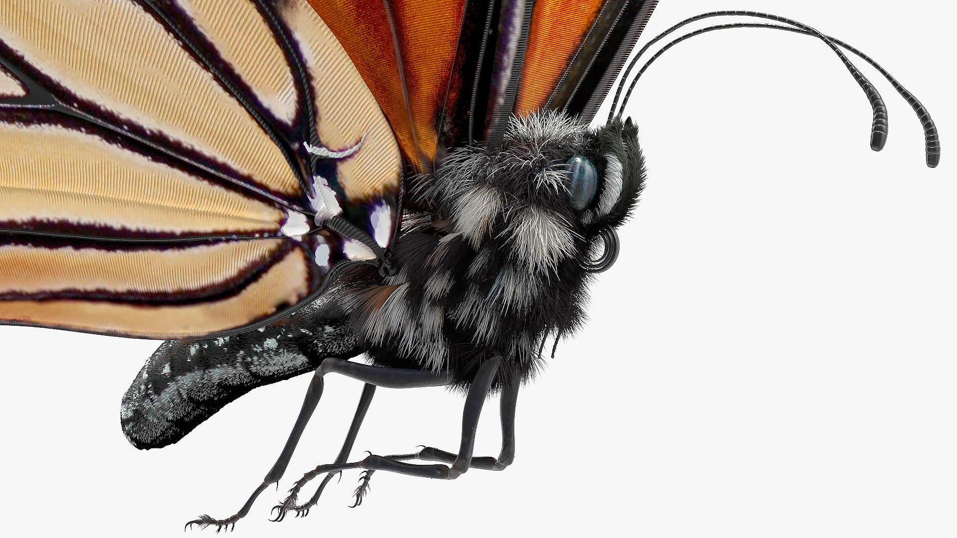 Flight Monarch Butterfly Fur 3D Model - TurboSquid 1469615