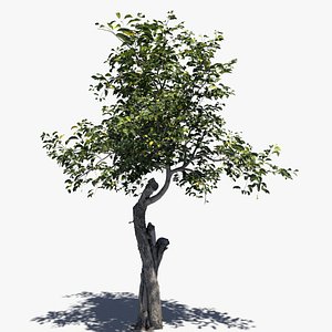 Free 3D Apple-Tree Models | TurboSquid