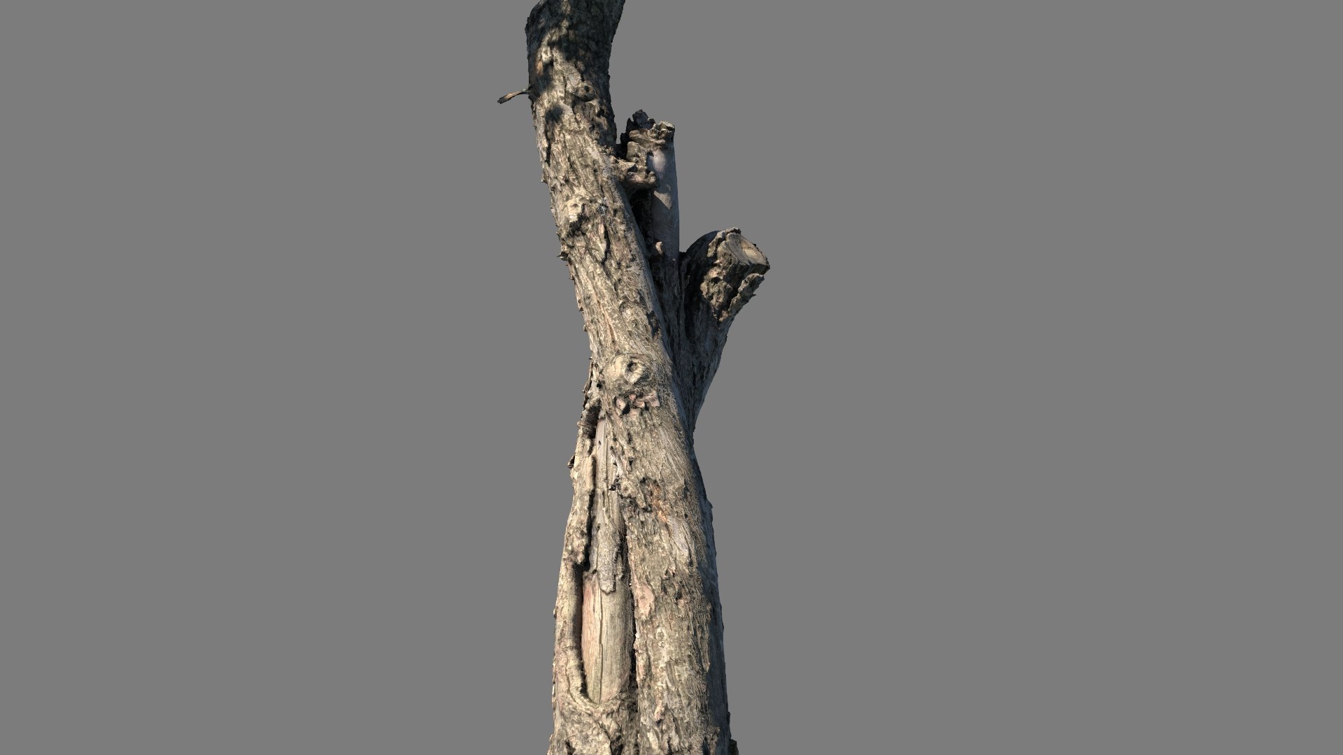 Scanned Apple Tree 01 3D - TurboSquid 2111426