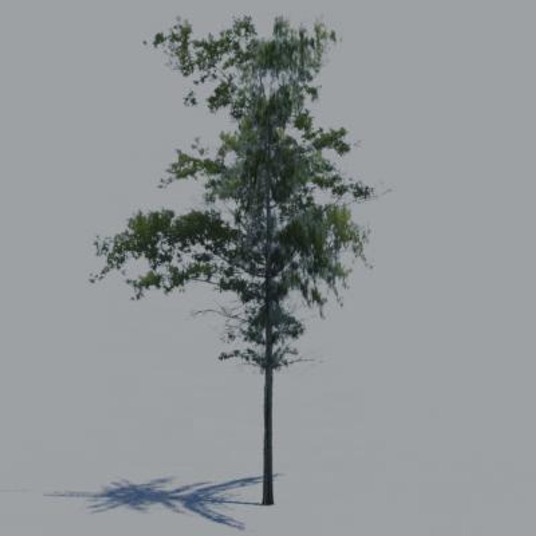 Max Tree Plant