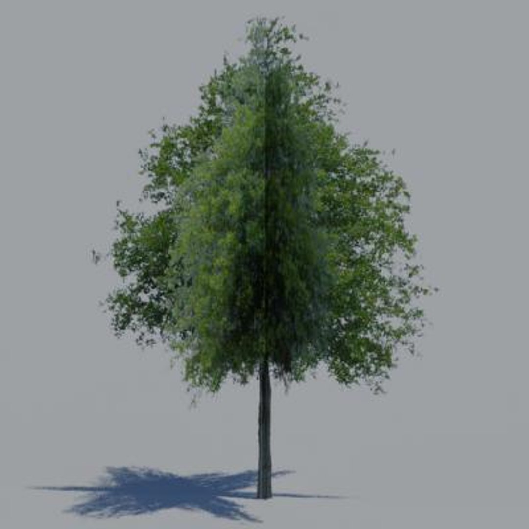 Max Tree Plant