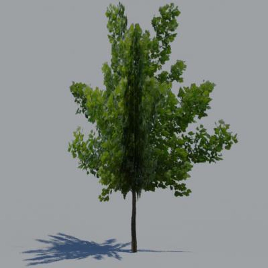 Max Tree Plant