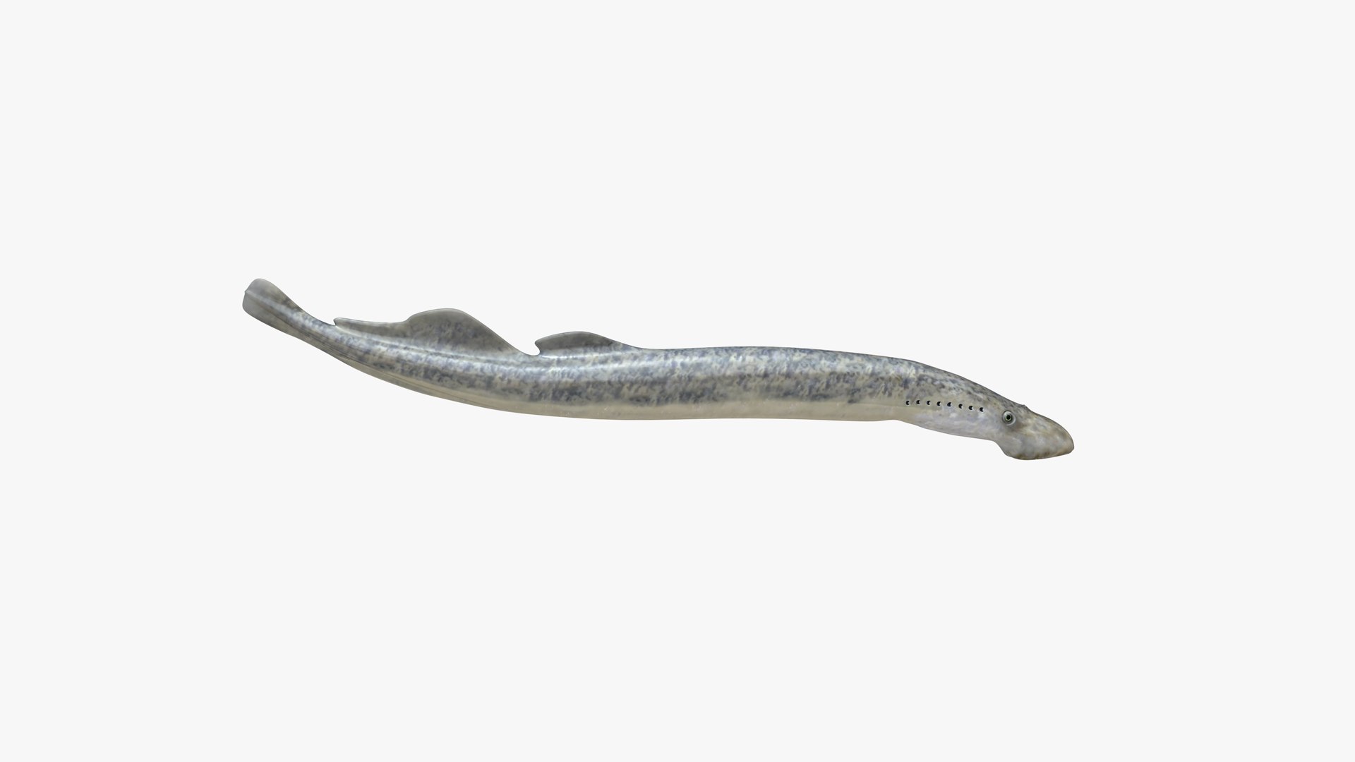 Sea Lamprey 3D Model - TurboSquid 2285764