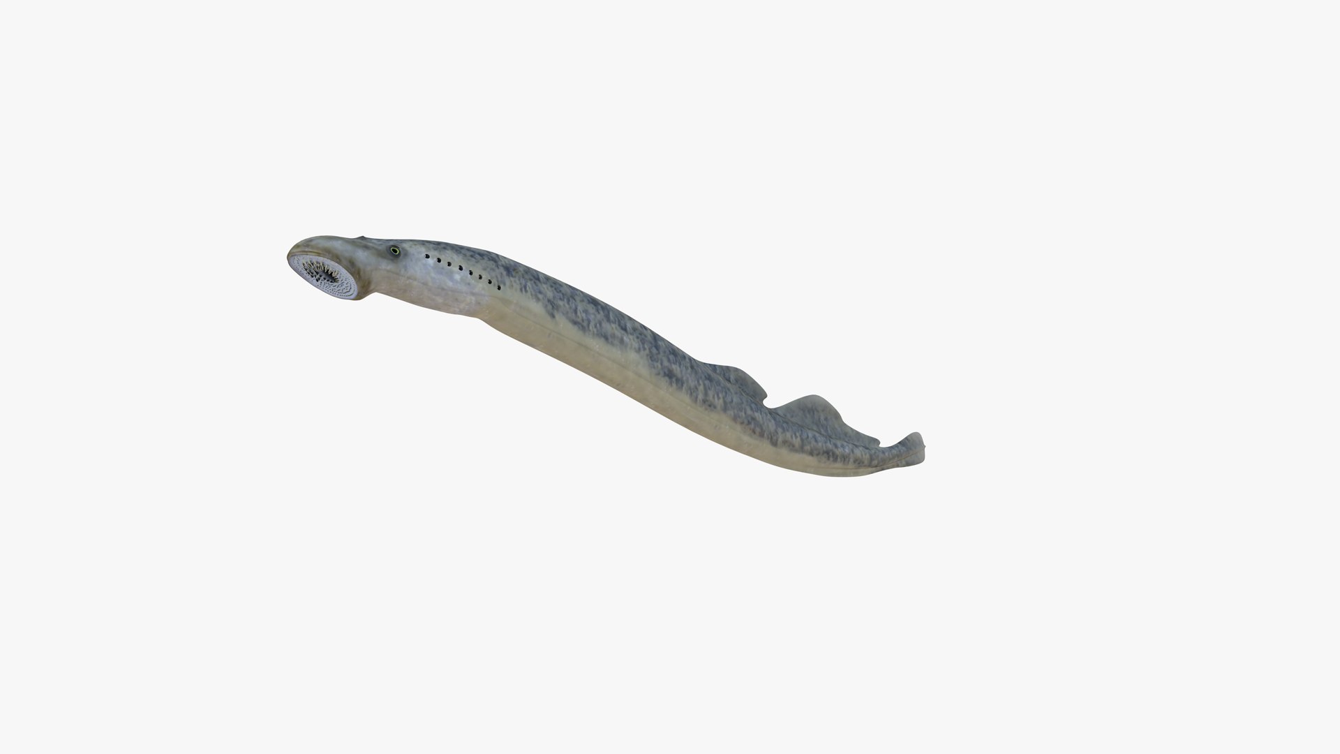 Sea Lamprey 3D Model - TurboSquid 2285764
