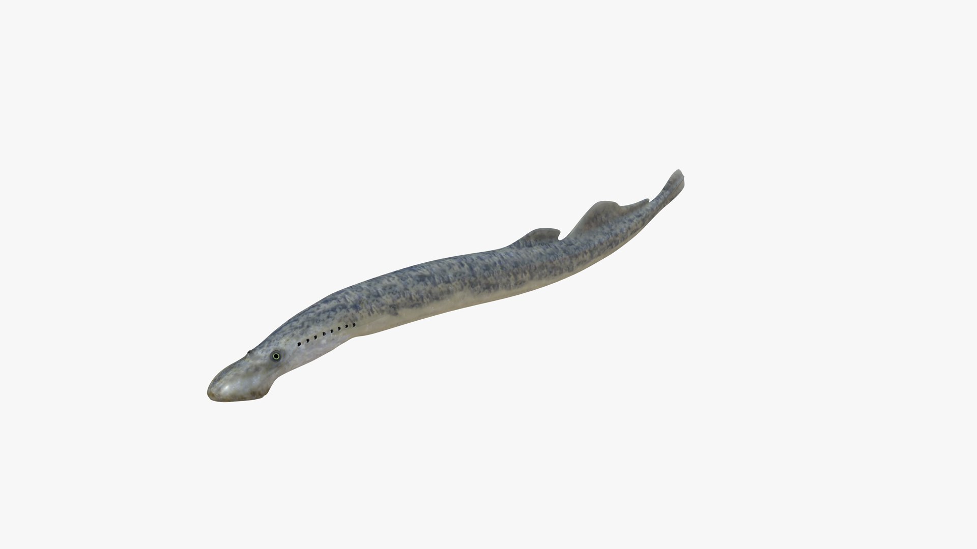 Sea Lamprey 3D Model - TurboSquid 2285764