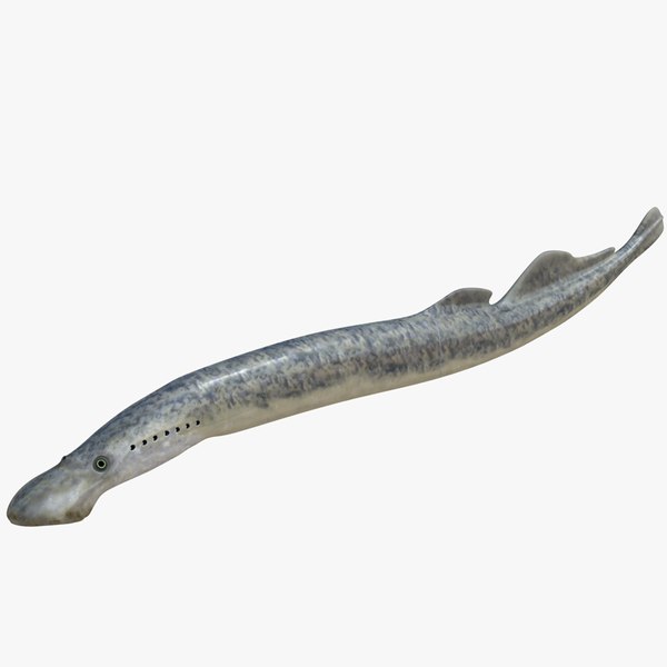 modelo 3d Lamprea marina - TurboSquid 2285764