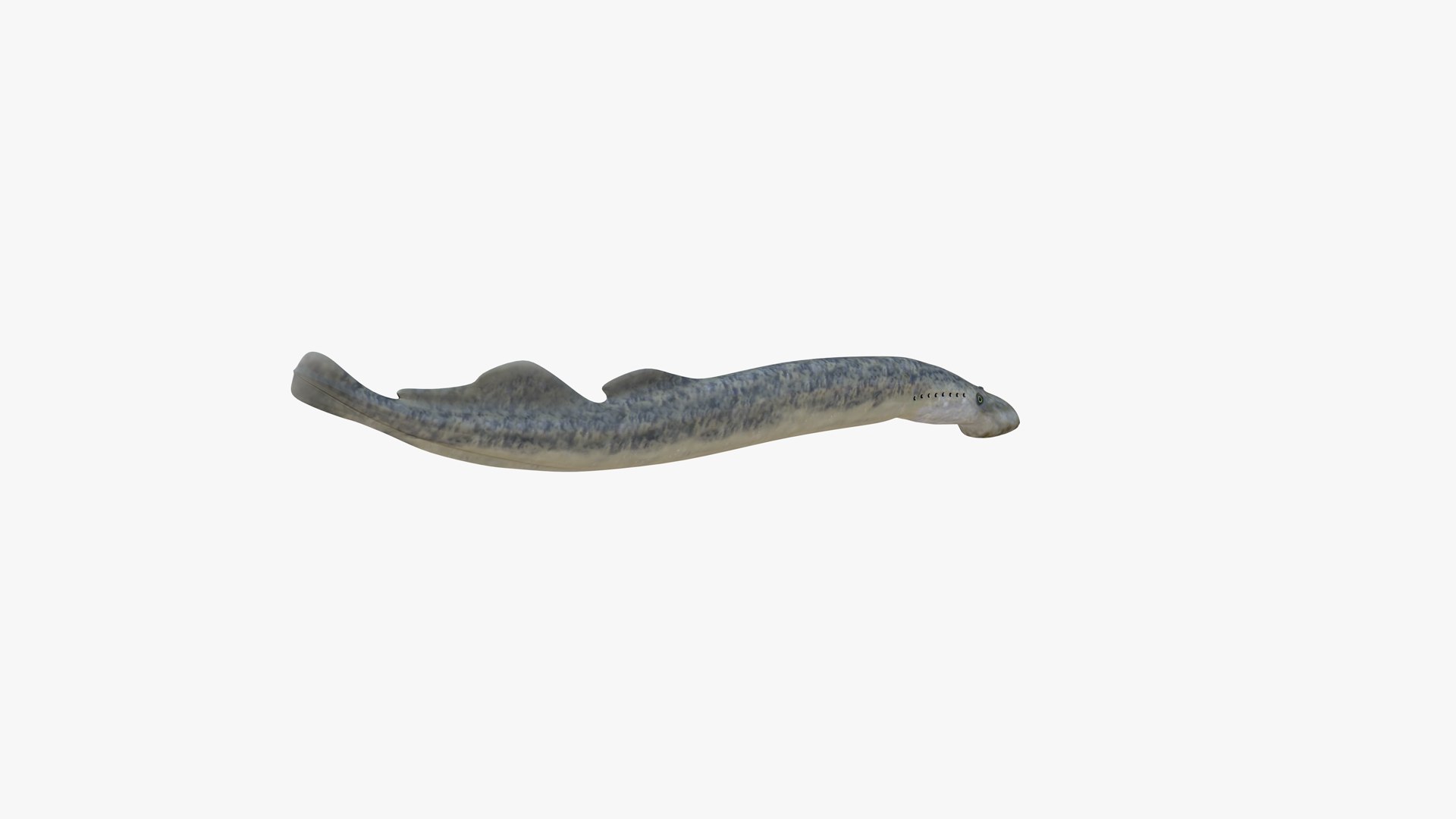 Sea Lamprey 3D Model - TurboSquid 2285764