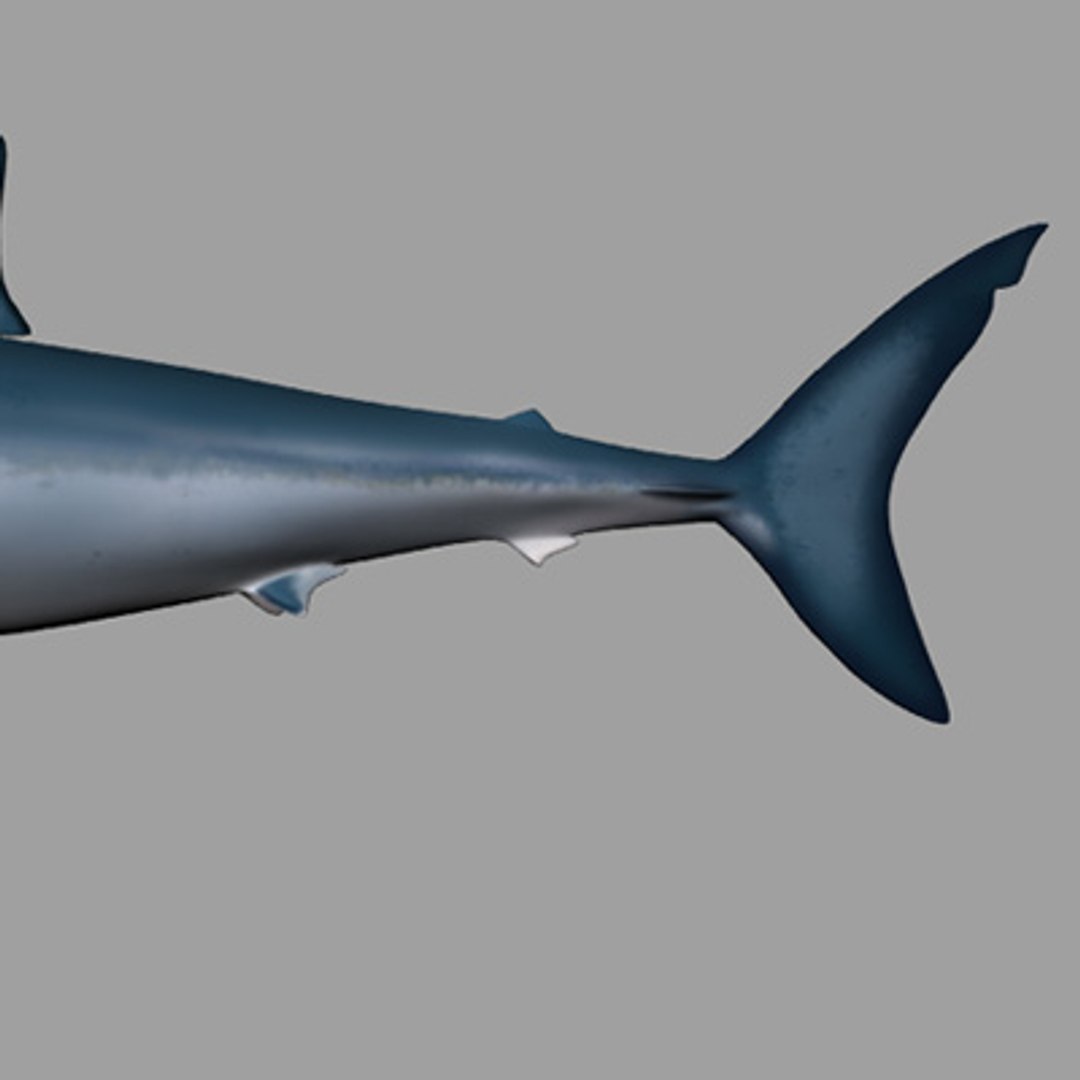 Maya Shark Animation