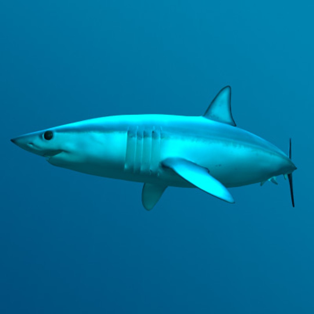 Maya Shark Animation