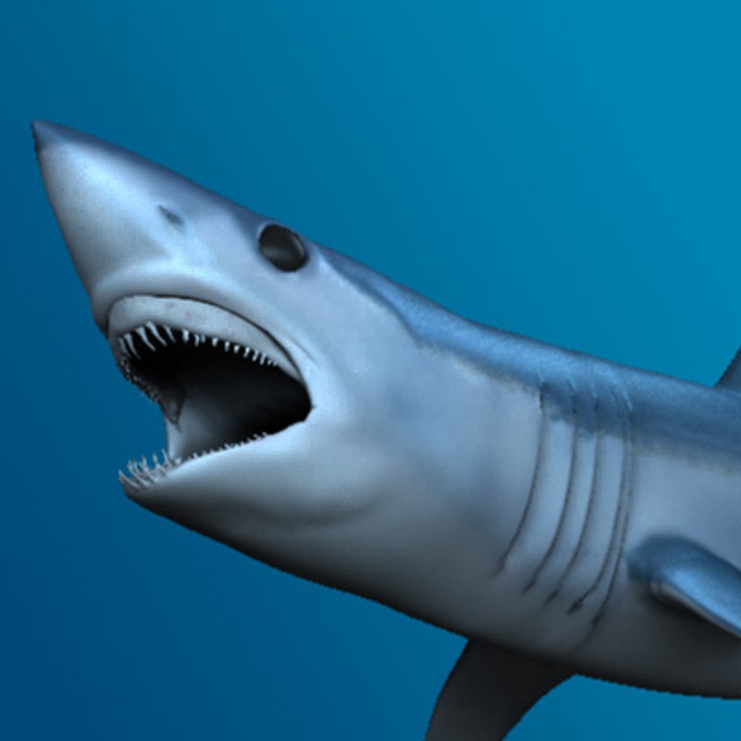 Maya Shark Animation