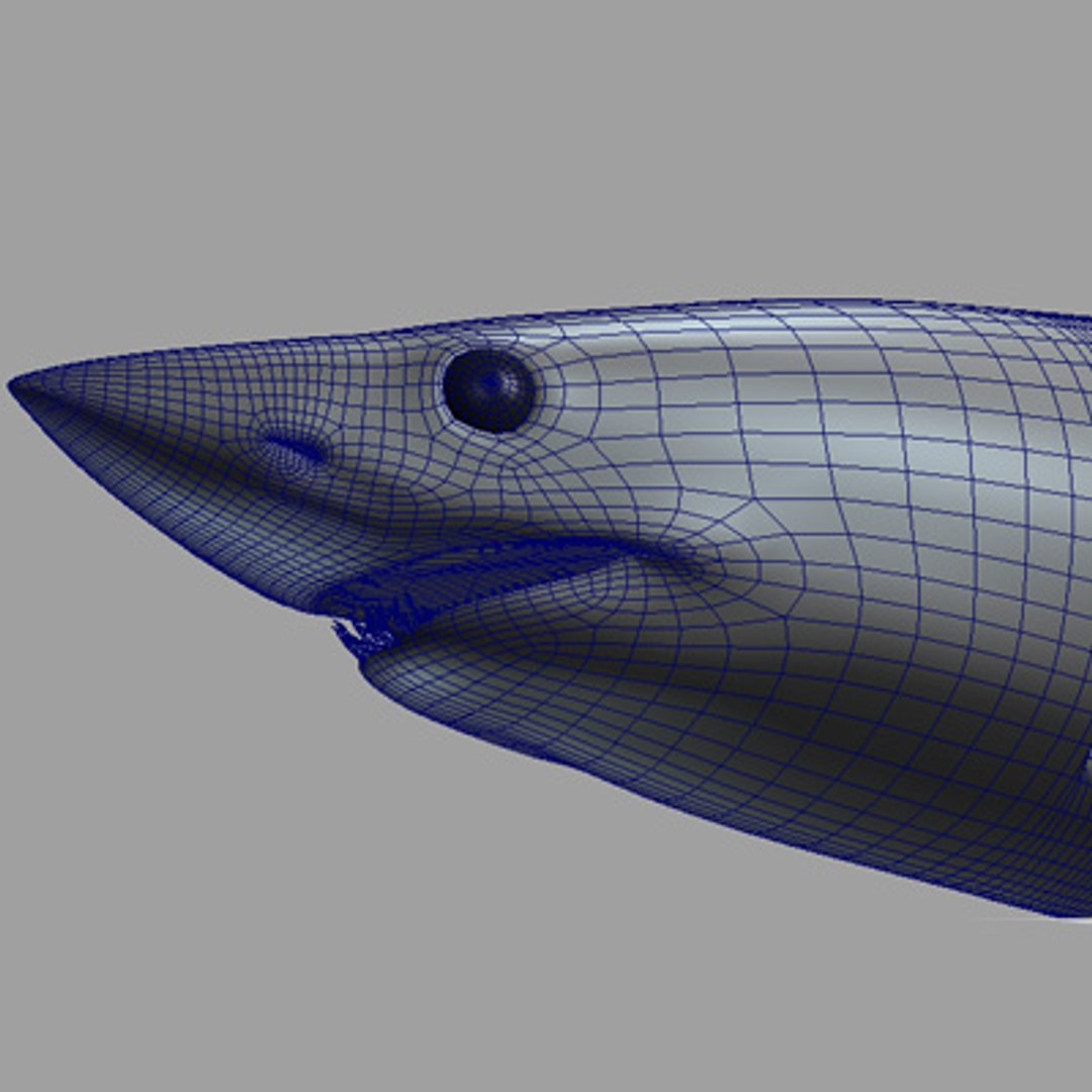Maya Shark Animation