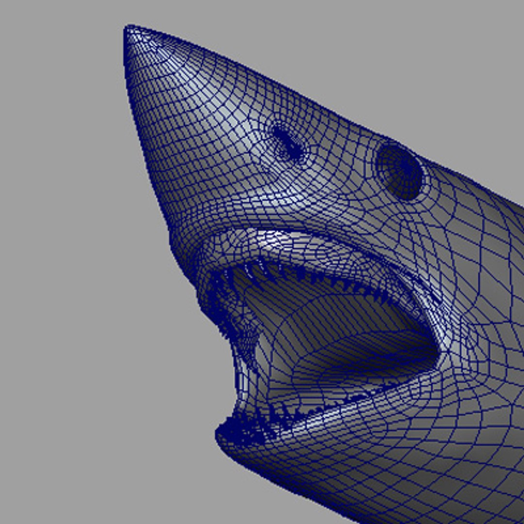Maya Shark Animation