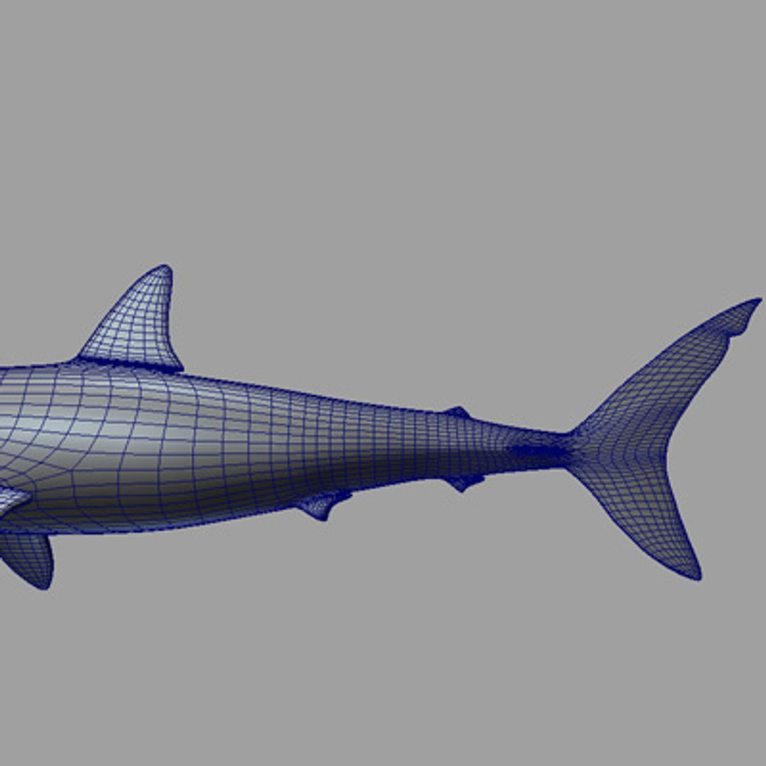 Maya Shark Animation