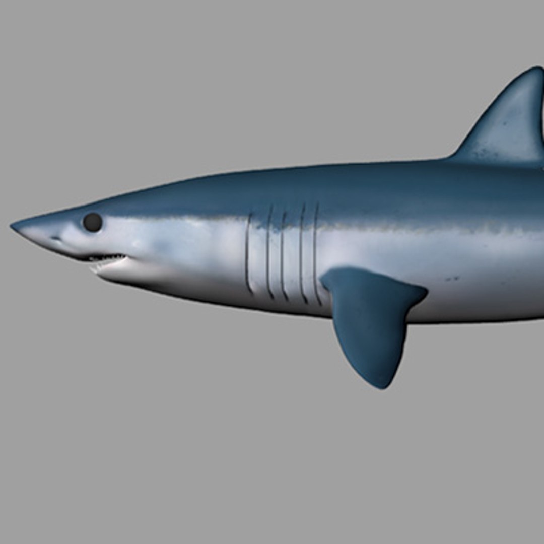 Maya Shark Animation