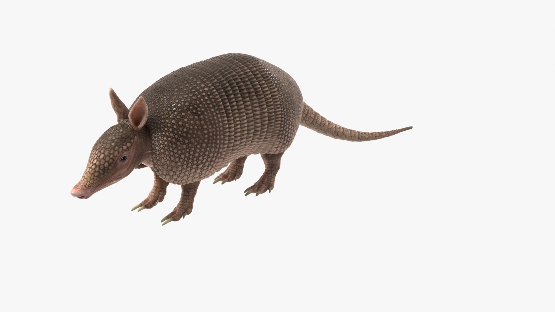 3D Armadillo Pink Rigged Model - TurboSquid 2248557