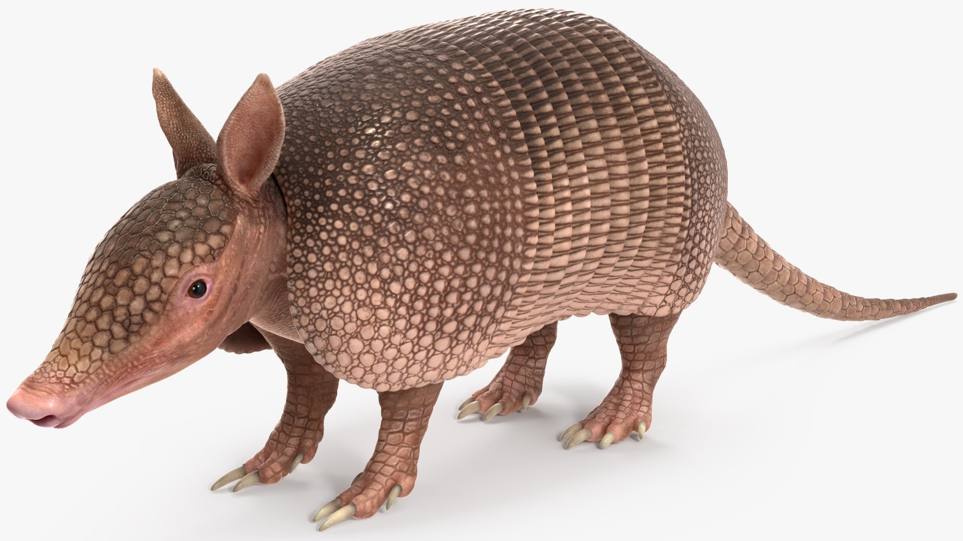 3D Armadillo Pink Rigged Model - TurboSquid 2248557